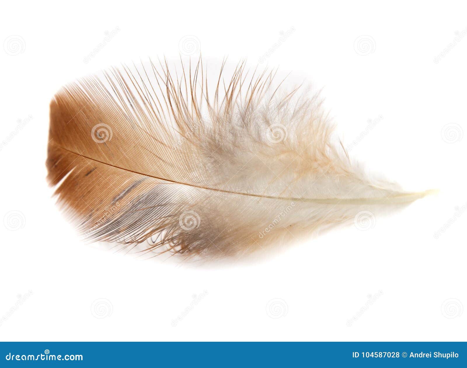 Single Feather Resting On A Broken Tree Broken Splinted Stump Along The ...