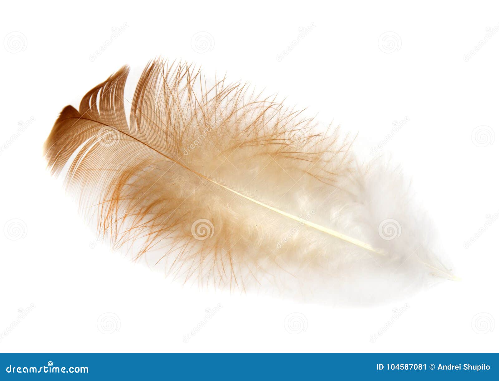 Single Feather Isolated on White Background Stock Image - Image of ...