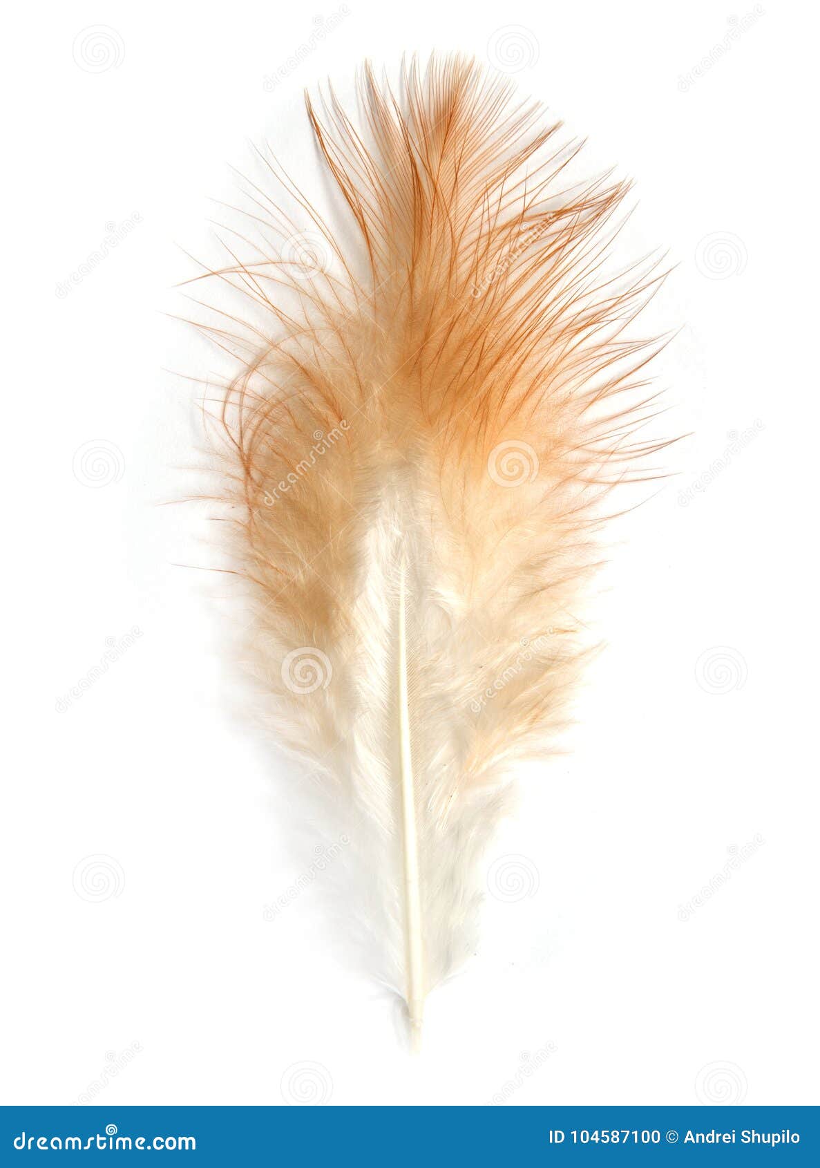 Single Feather Isolated on White Background Stock Photo - Image of ...