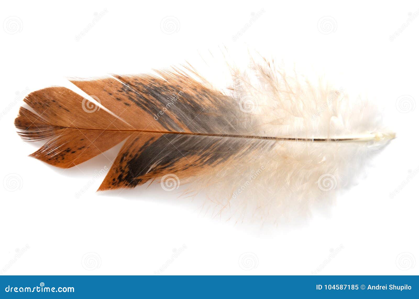 Single Feather Isolated on White Background Stock Image - Image of bird ...
