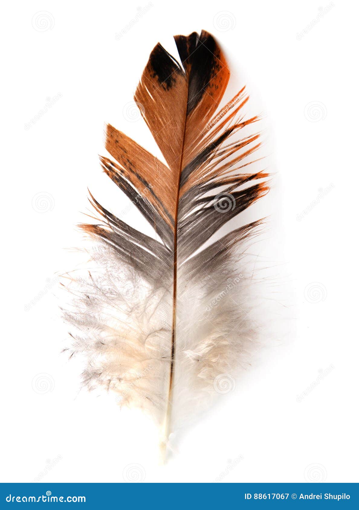 Single Feather Isolated on White Background Stock Image - Image of ...