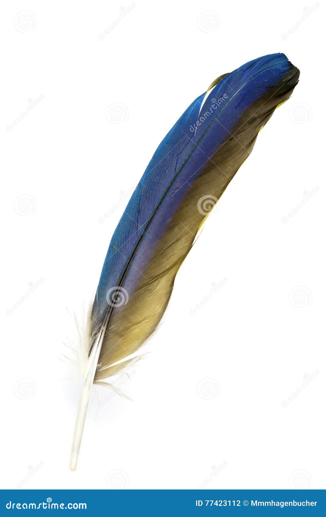A Single Feather of a Parrot Stock Photo - Image of parrot, bird: 77423112