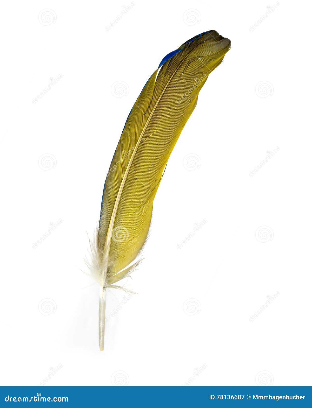 A Single Feather of a Parrot Stock Image - Image of outdoor, structure ...
