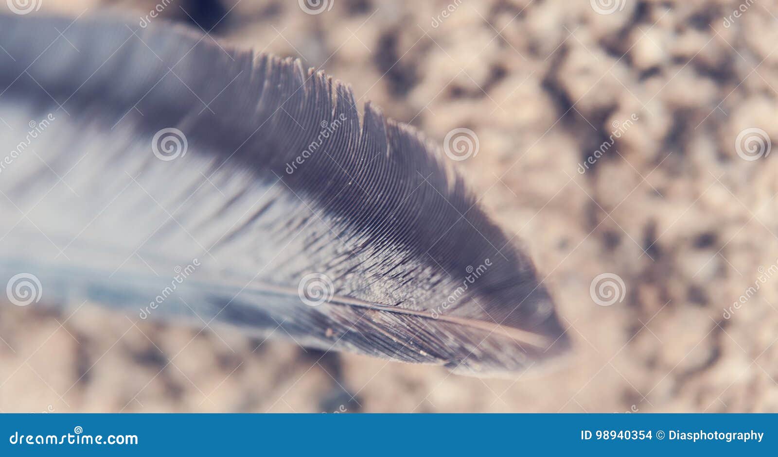 Single feather on sand stock photo. Image of sand, depth - 98940354