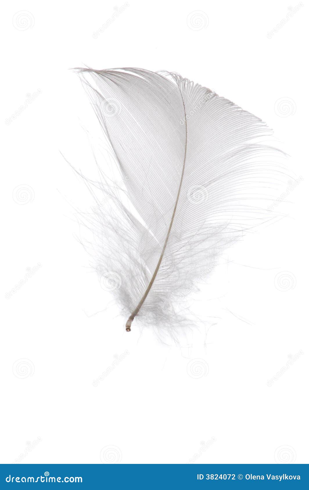 Single feather on white stock photo. Image of writing - 3824072