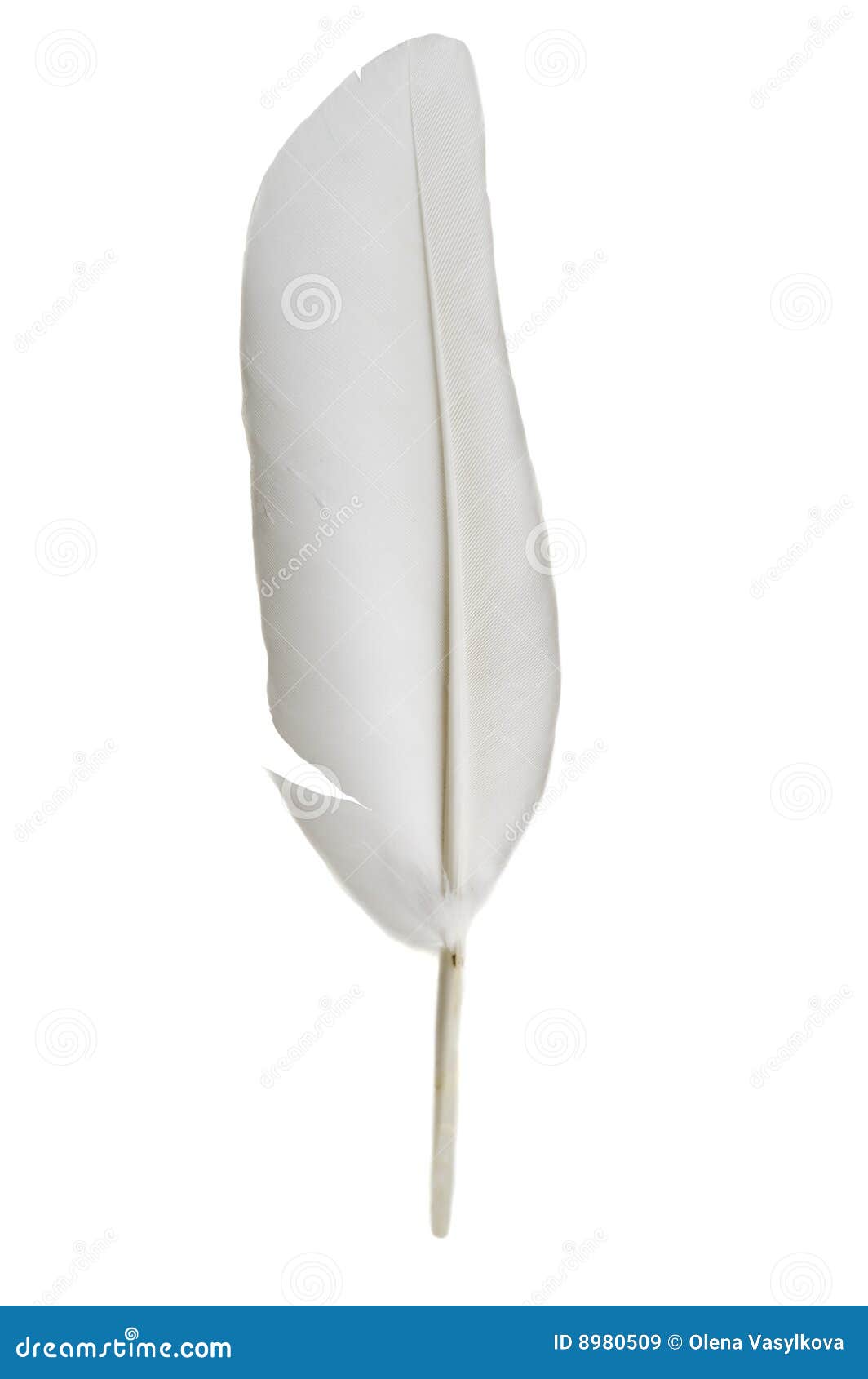 Single feather on white stock image. Image of macro, float - 8980509