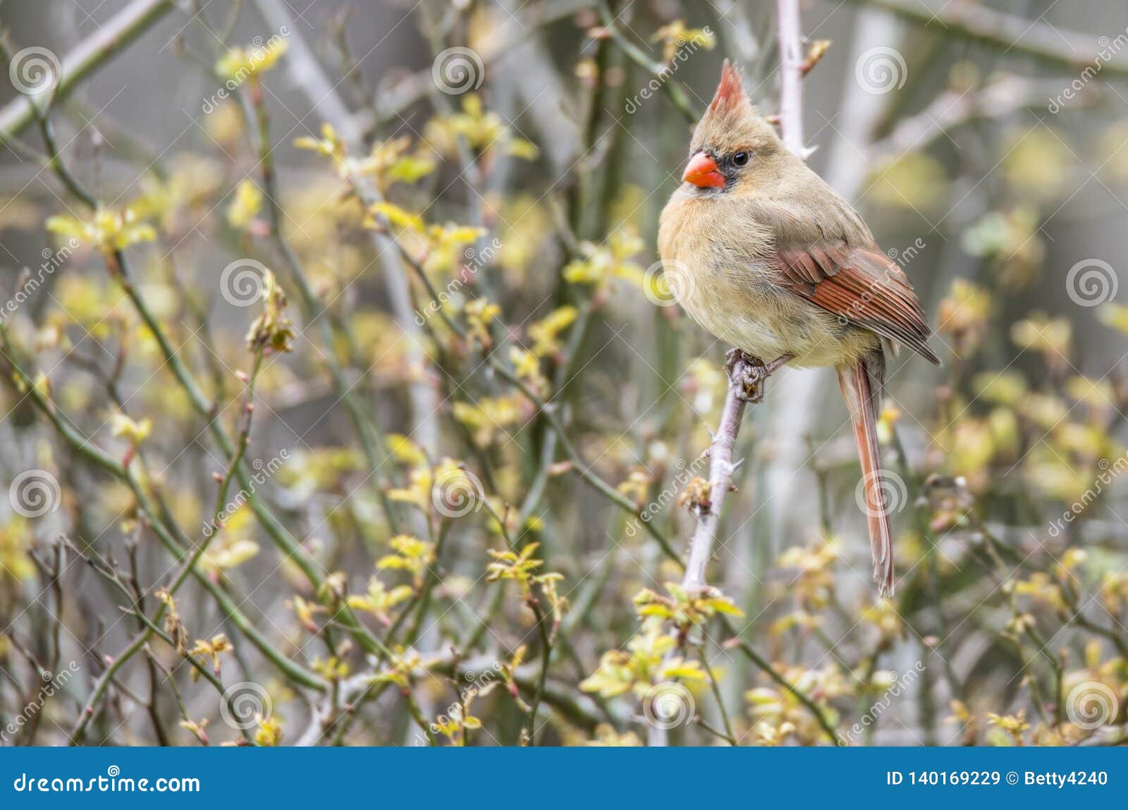 A Female Cardinal Sits on a Branch. Stock Image - Image of backyard ...
