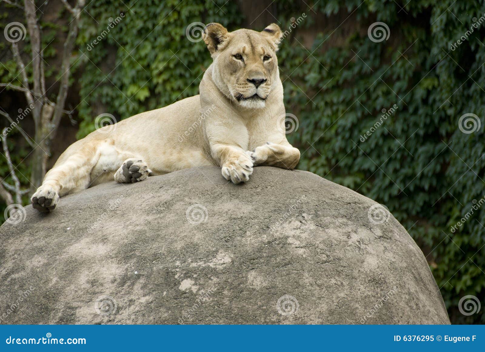 Single female lion stock image. Image of looking, safari - 6376295