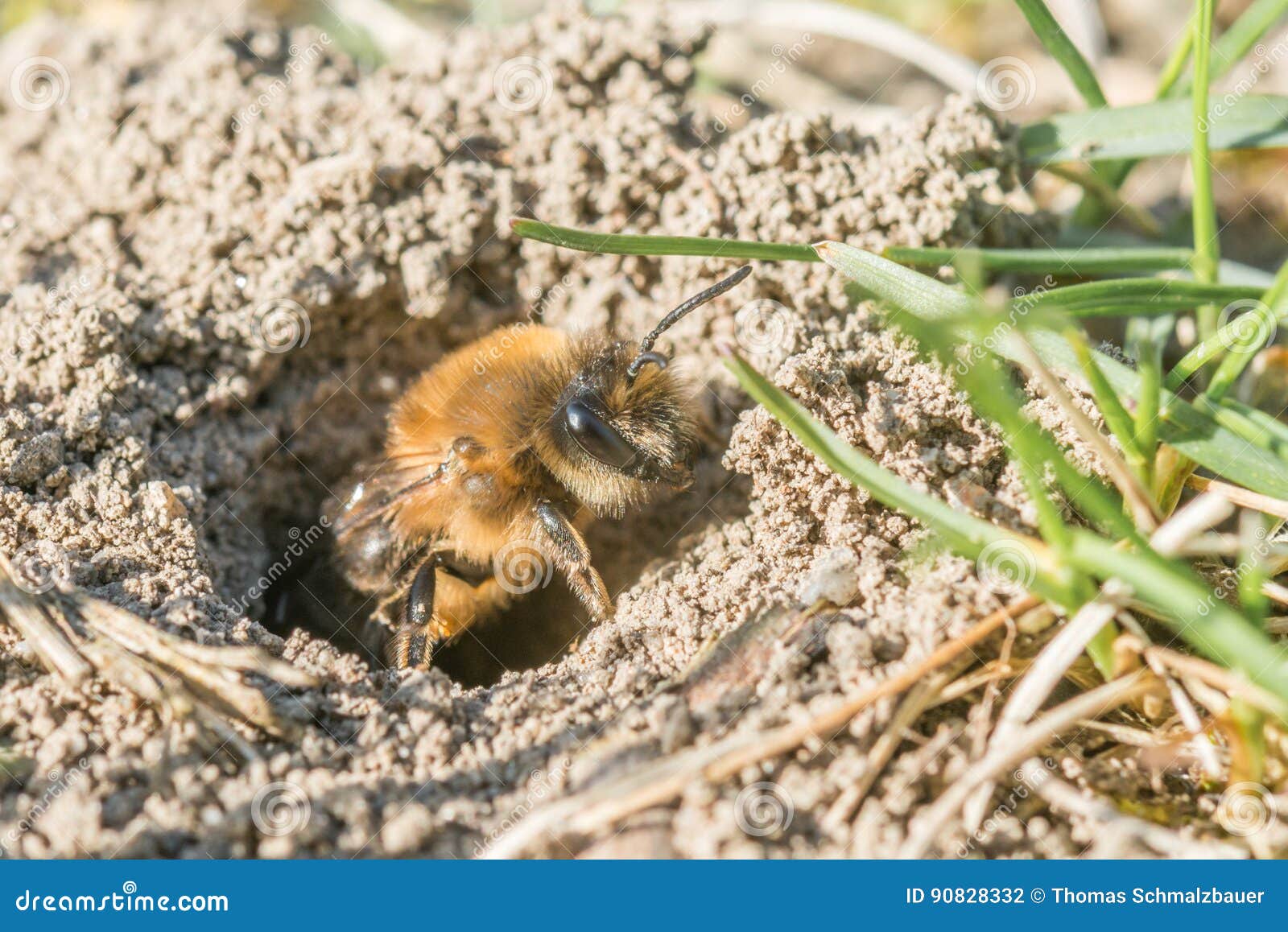 Single Female Mining Bee in Her Hole on the Ground Stock Photo - Image ...