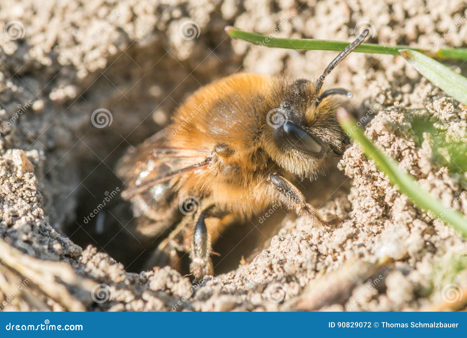 Single Female Mining Bee in Her Hole on the Ground Stock Photo - Image ...