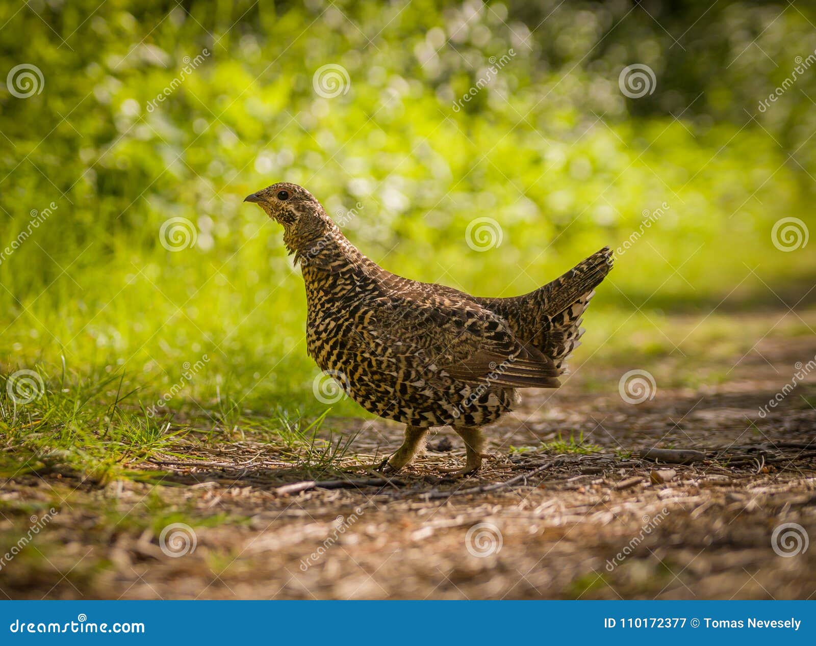 A Spruce Grouse in the Forest Stock Image - Image of gamebird, grouse ...