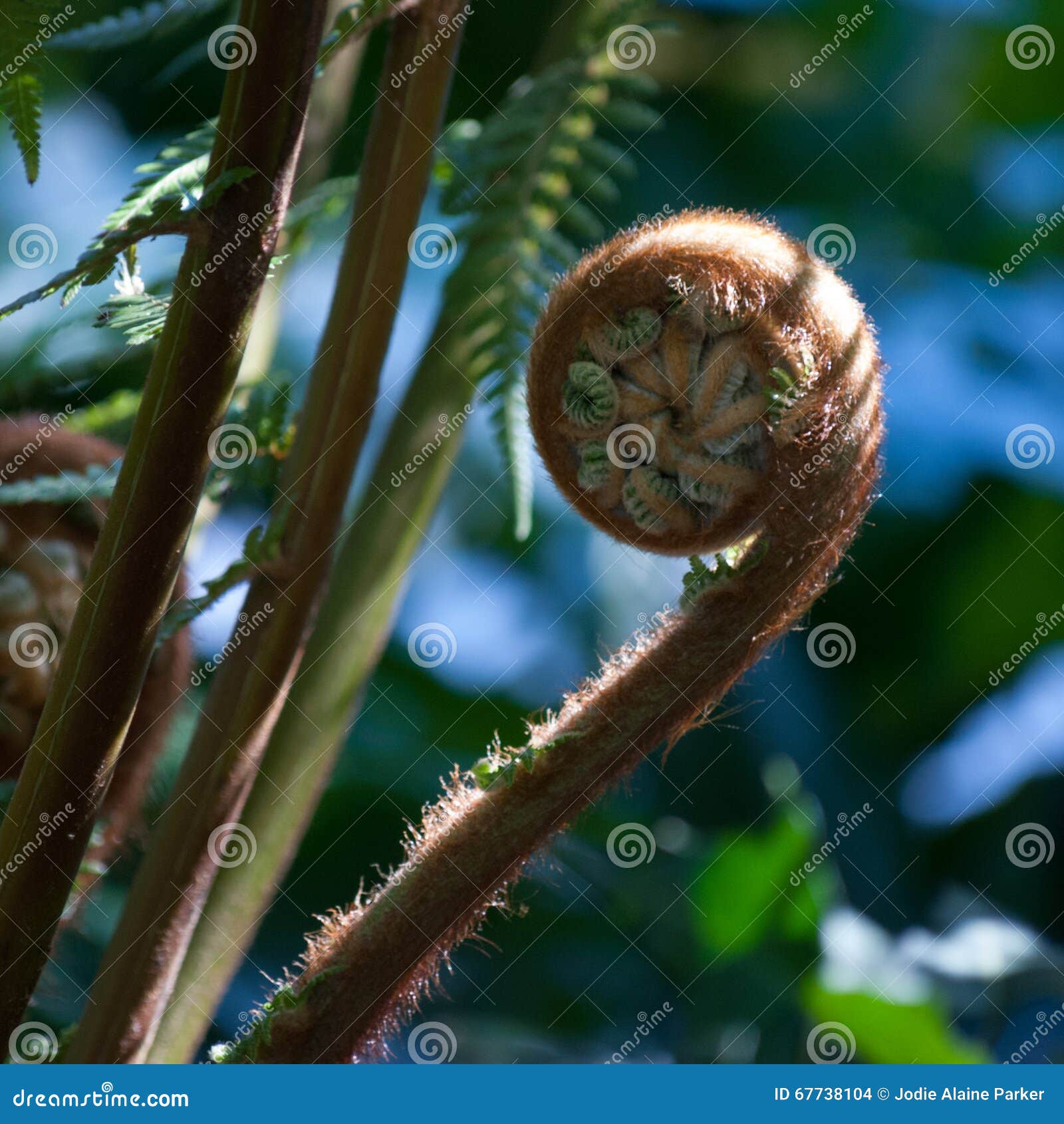 Single Fern Curled Up with Foliage in Background Closeup Stock Photo ...