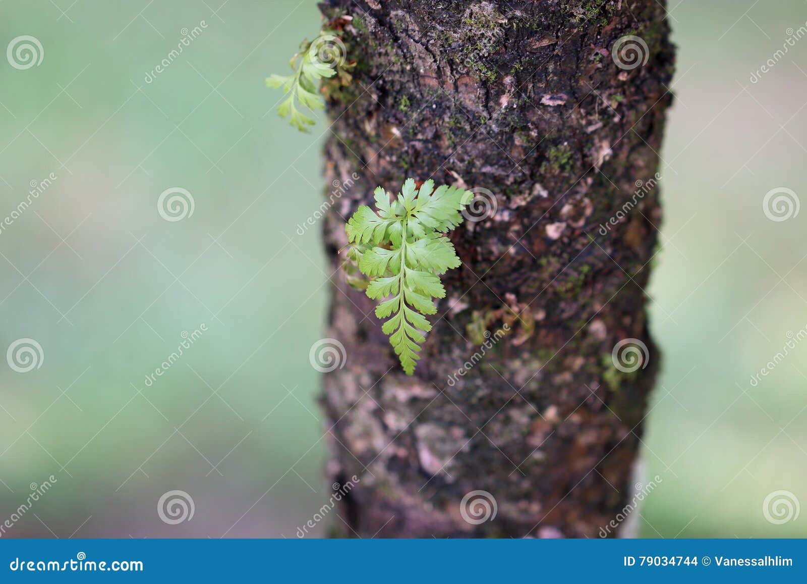 A Single Fern Growing on a Tree Trunk Stock Photo - Image of dense ...