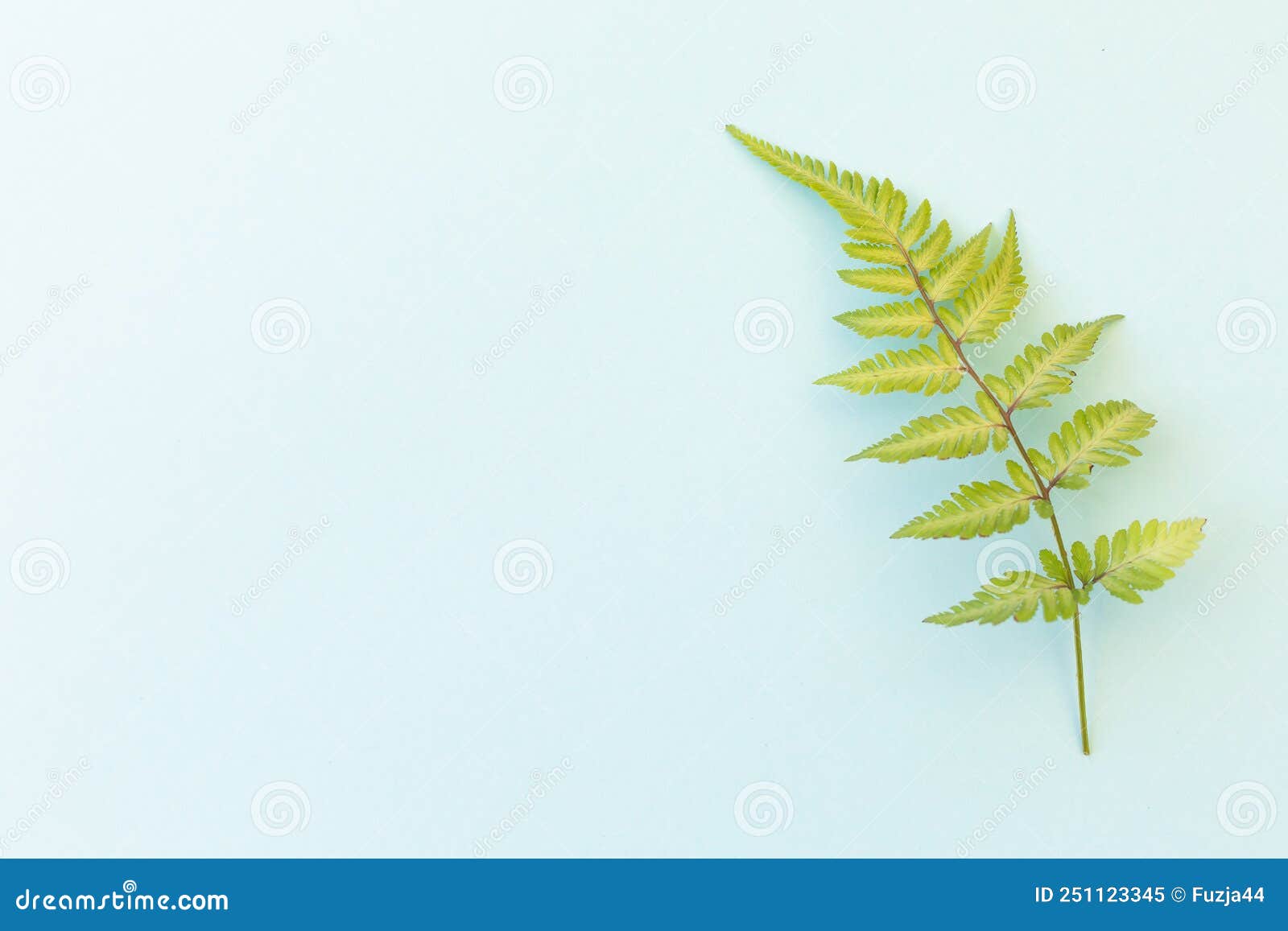 Single Fern Leaf with Copy Space. Stock Image - Image of space, spring ...