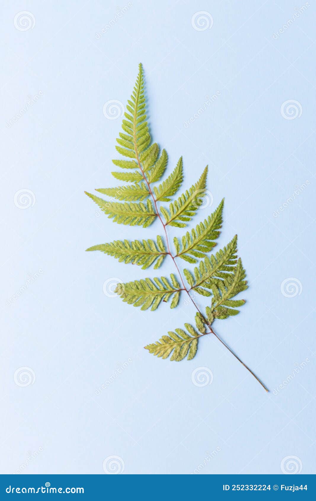 Pressed Dried Fern Leaf stock photo. Image of texture - 252332224