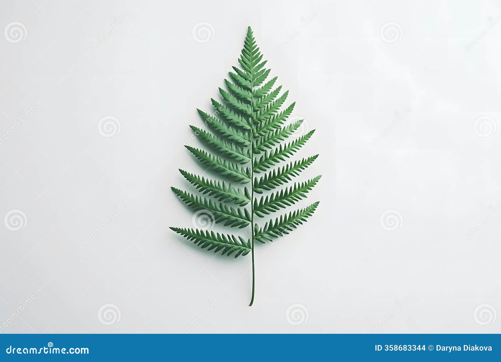 A Single Fern Leaf in a Minimalist Flat Style, Isolated on a Pure White ...