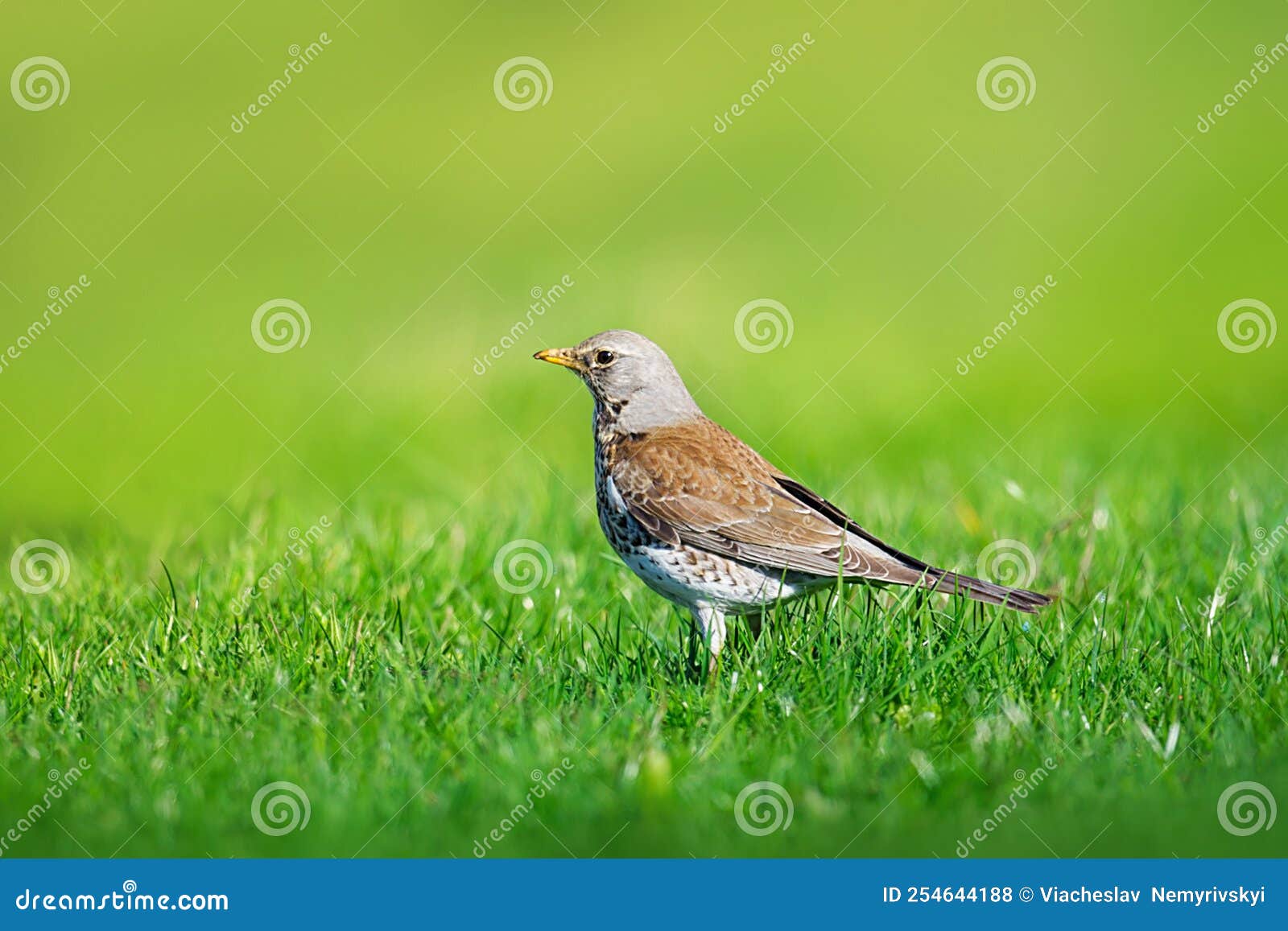 Single Fieldfare Bird on Grass Stock Photo - Image of care, urban ...