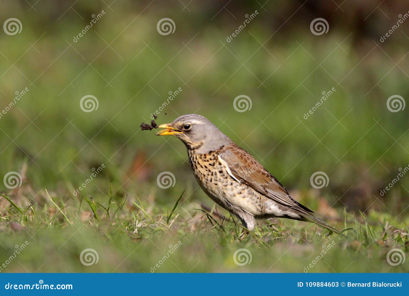 Single Fieldfare Bird on Grassy Wetlands during a Spring Nesting Stock ...