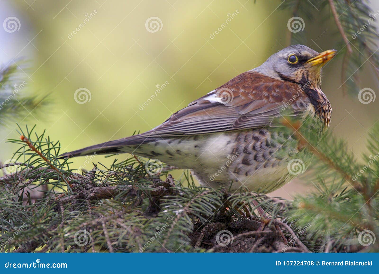 Single Fieldfare Bird on Tree Branch Stock Photo - Image of nature ...