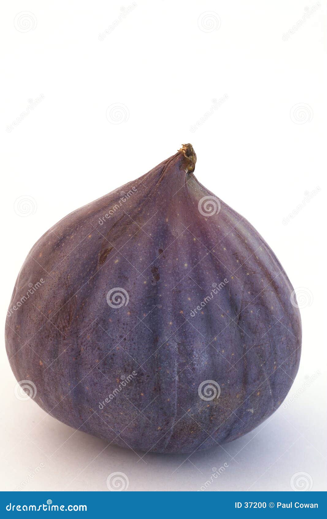 Single fig stock photo. Image of syrup, green, mediterranean - 37200