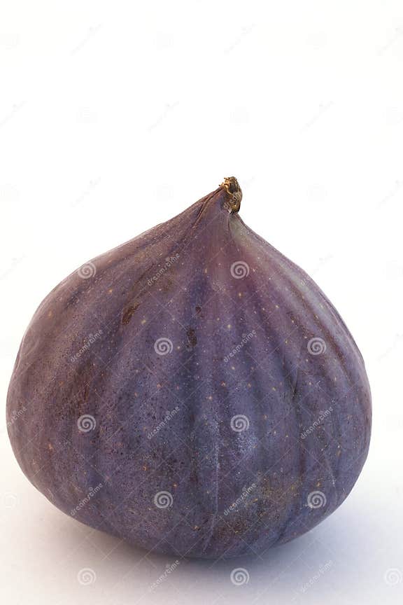 Single fig stock photo. Image of syrup, green, mediterranean - 37200