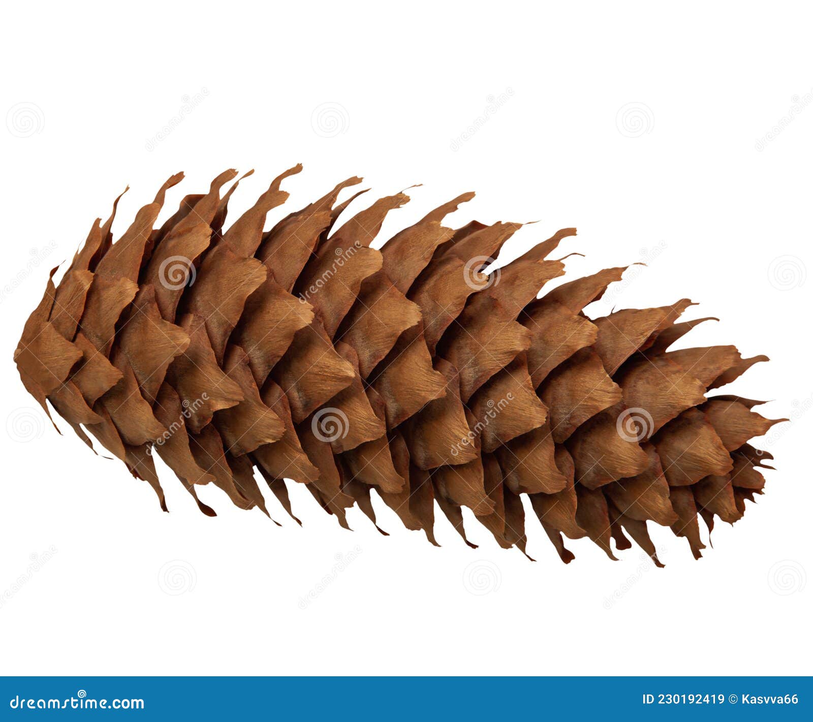 A Single Fir Cone, Isolated on a White Background. Stock Image - Image ...
