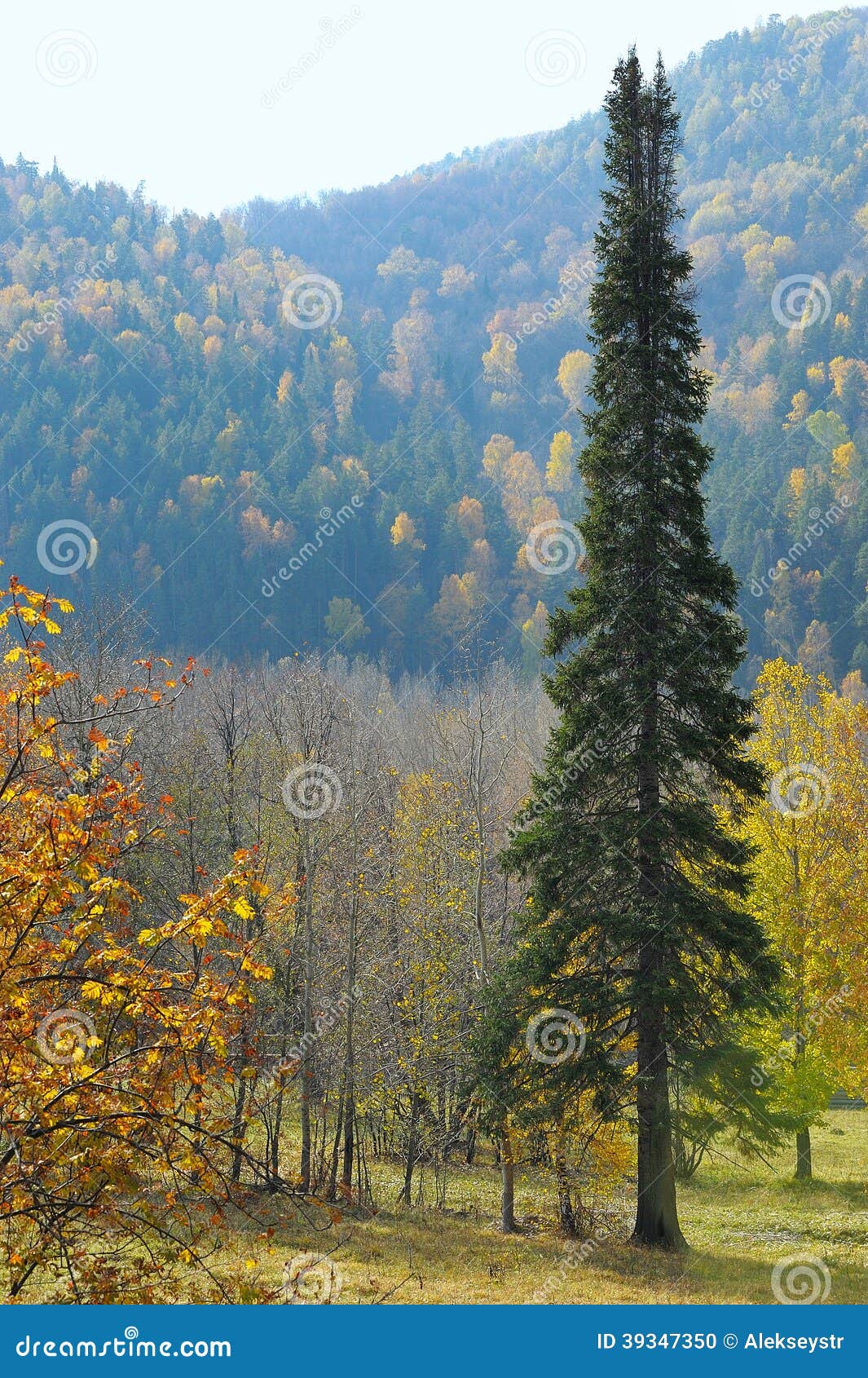Single Fir Tree Against Autumn Forest in Mountains Stock Photo - Image ...