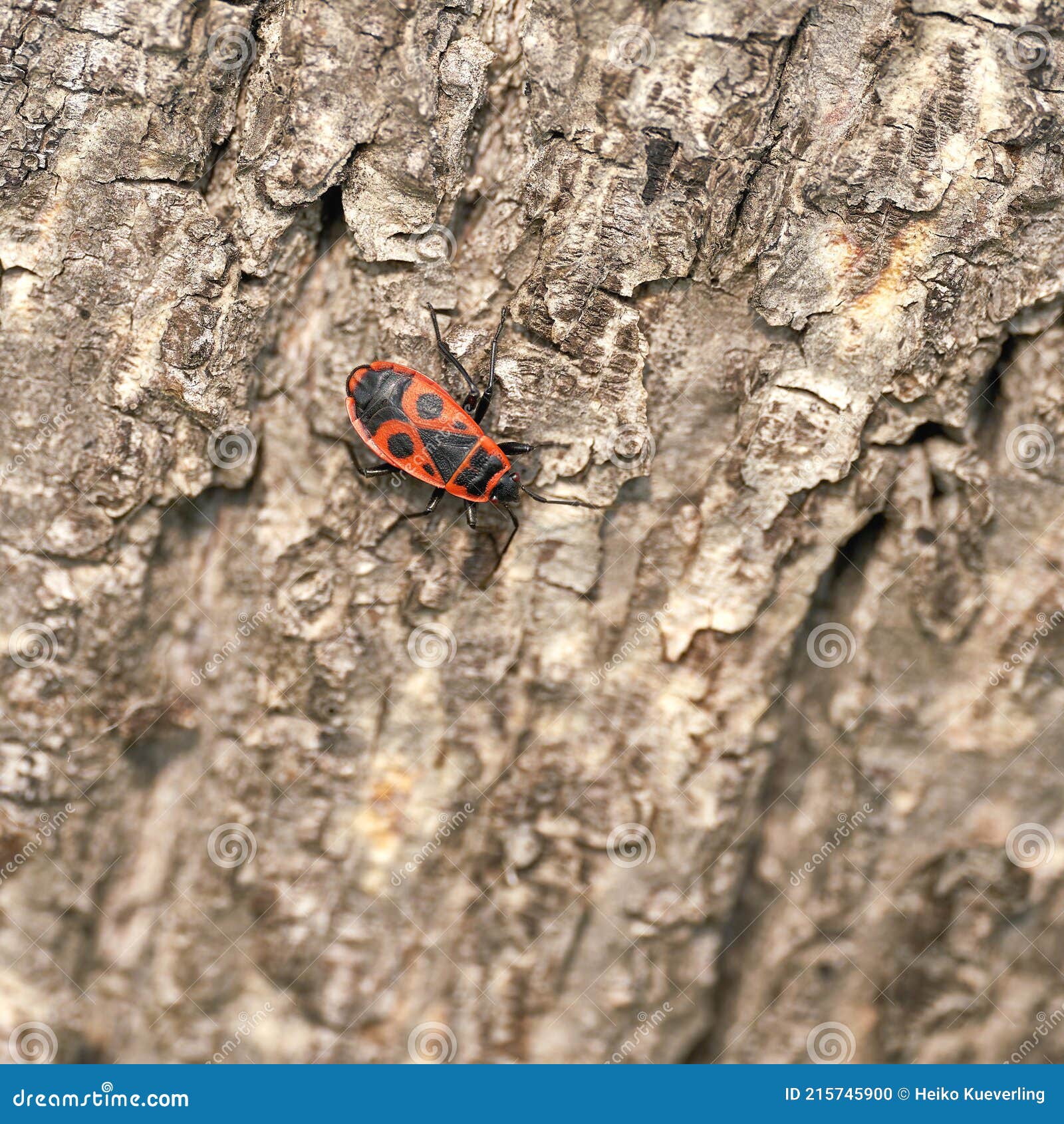 Single Fire Bug Pyrrhocoris Apterus on a Trunk Stock Photo - Image of ...