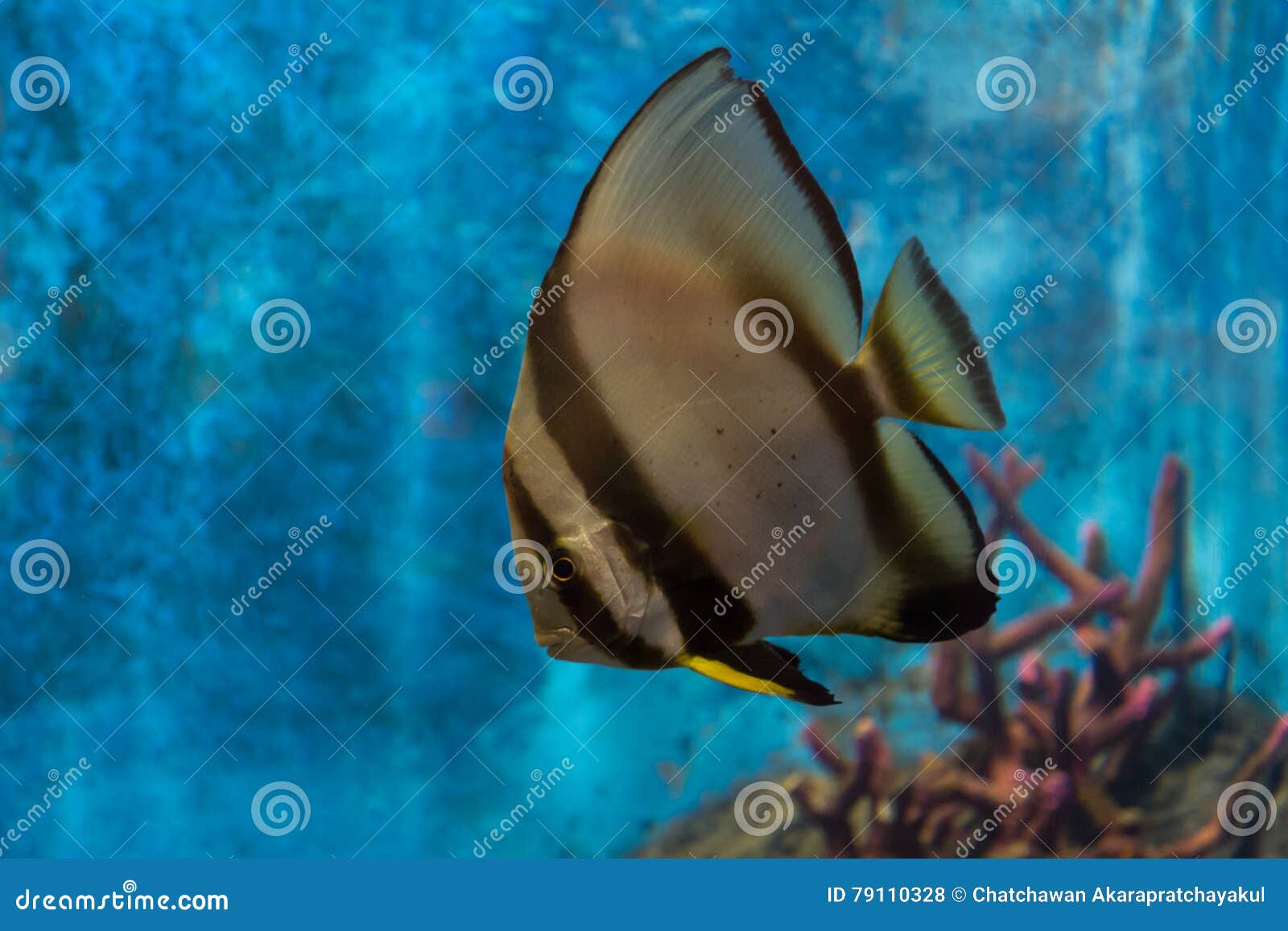 Single fish at aquarium stock photo. Image of coral, fish - 79110328