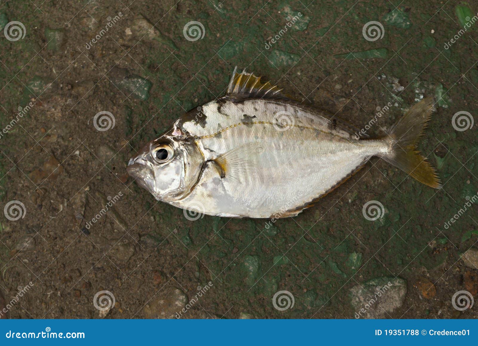 Single fish on the ground stock photo. Image of fins - 19351788