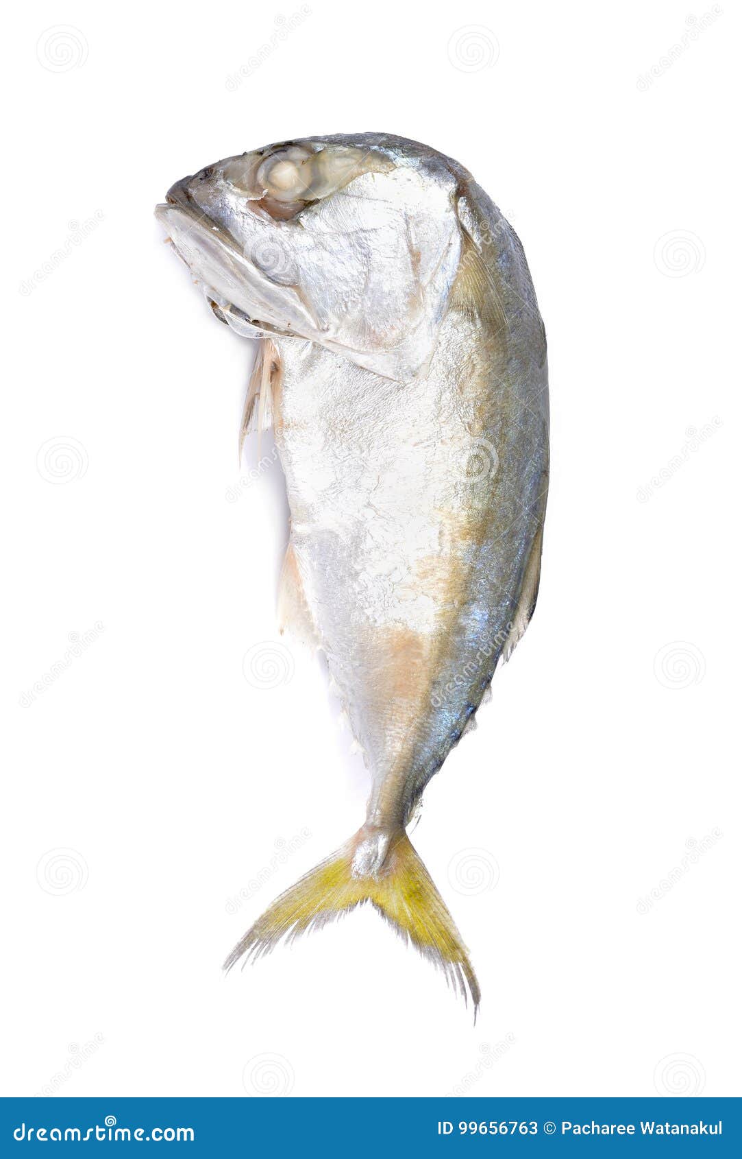 Single Fish Isolated on White Background Stock Image - Image of market ...