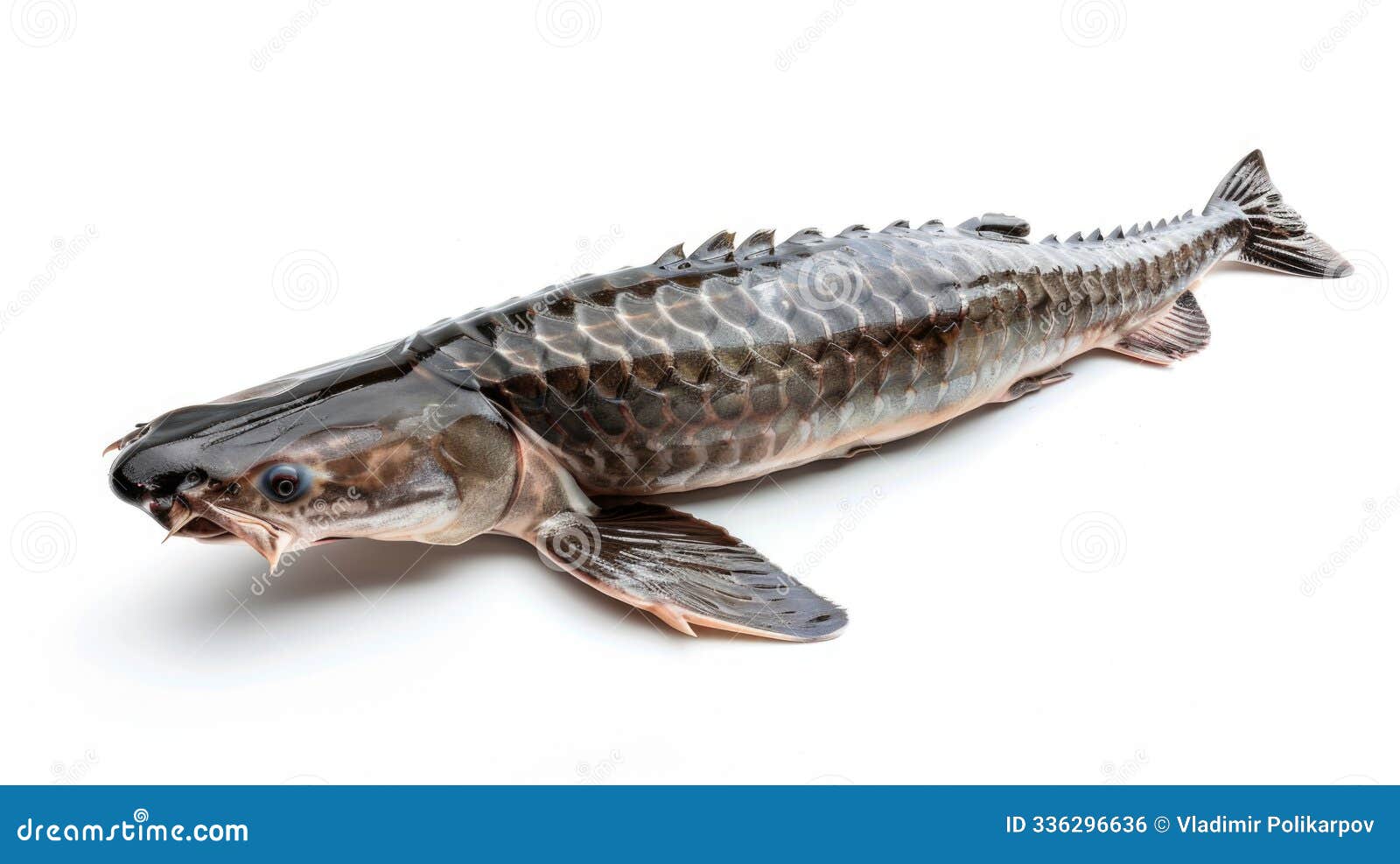 A Single Fish Lying Down on a White Surface Stock Illustration ...