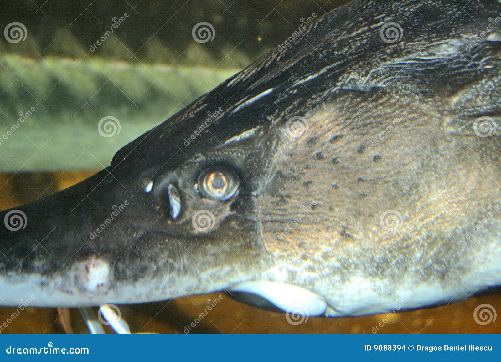 Single Fish Profile Swimming In Aquarium Stock Images - Image: 9088394