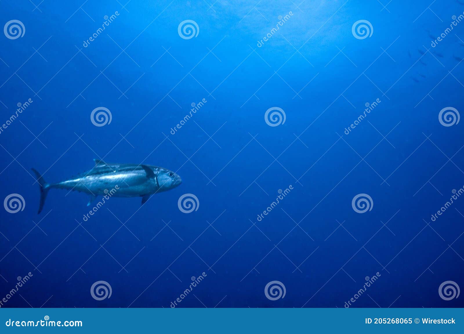 Single Fish Swimming in a Crystal Clear Water Stock Image - Image of ...