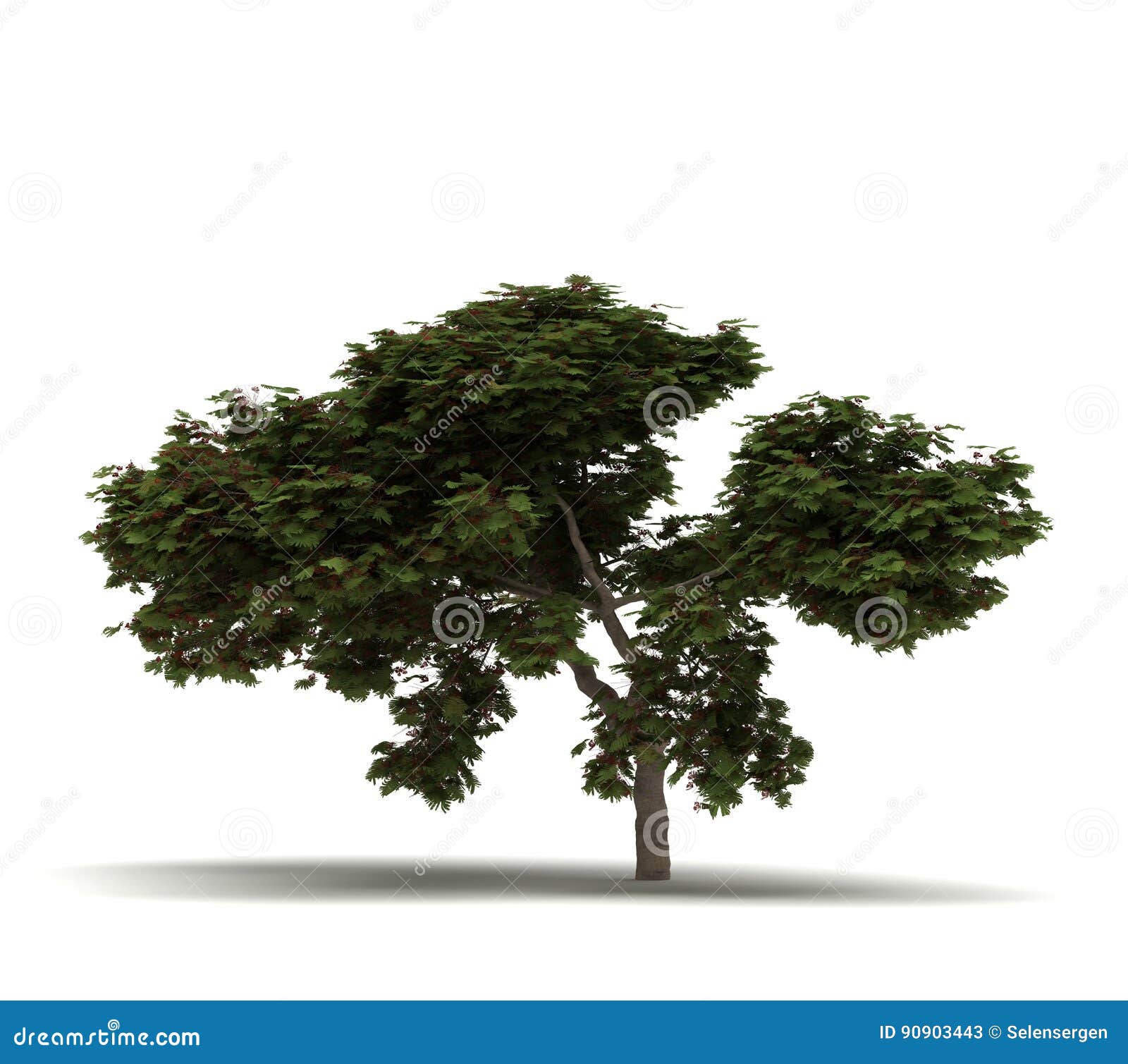 Single Flame Tree Stock Photo | CartoonDealer.com #90903234