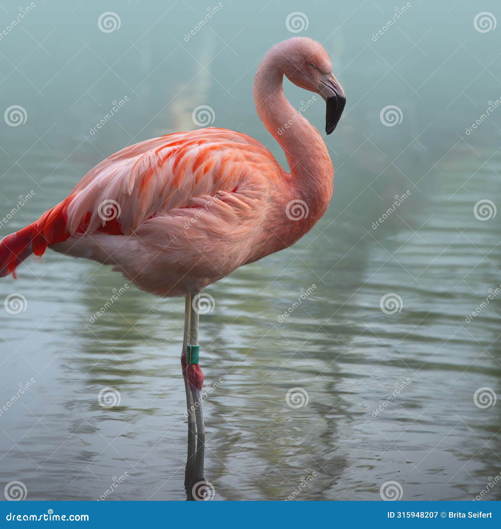 Single Flamingo Standing in the Pond Stock Image - Image of nature ...