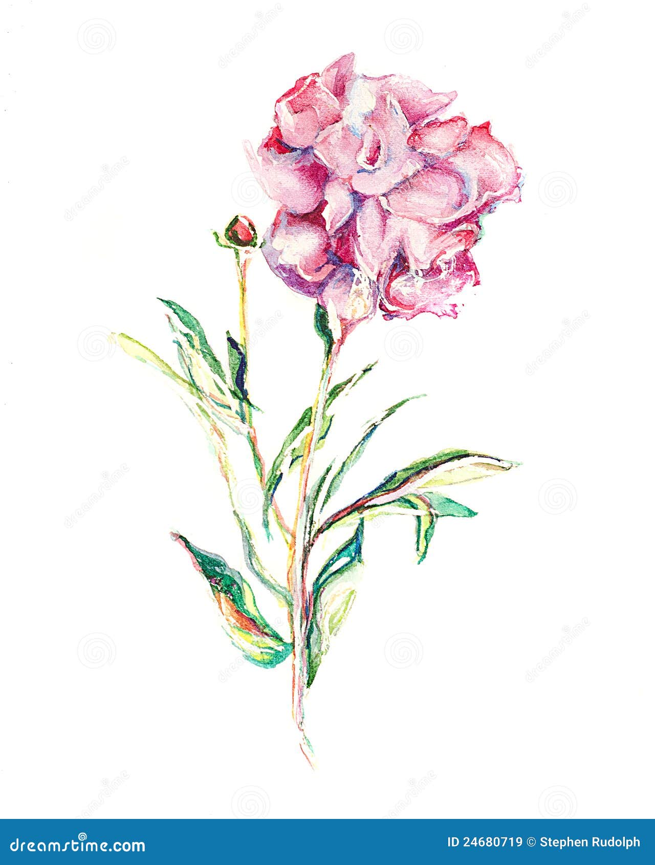 Single flower stock illustration. Illustration of artistic - 24680719