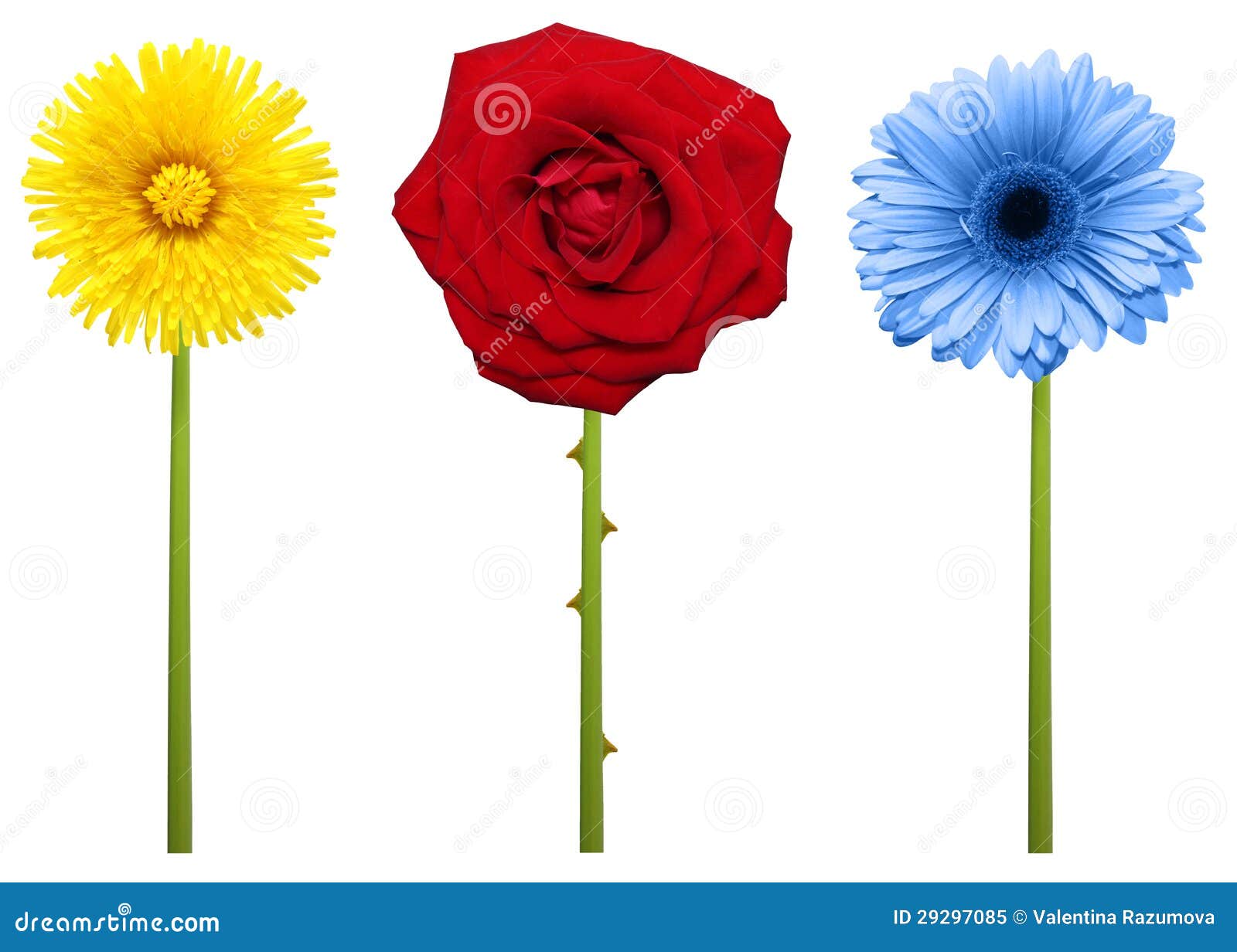 Single flower stock image. Image of white, isolate, plant - 29297085