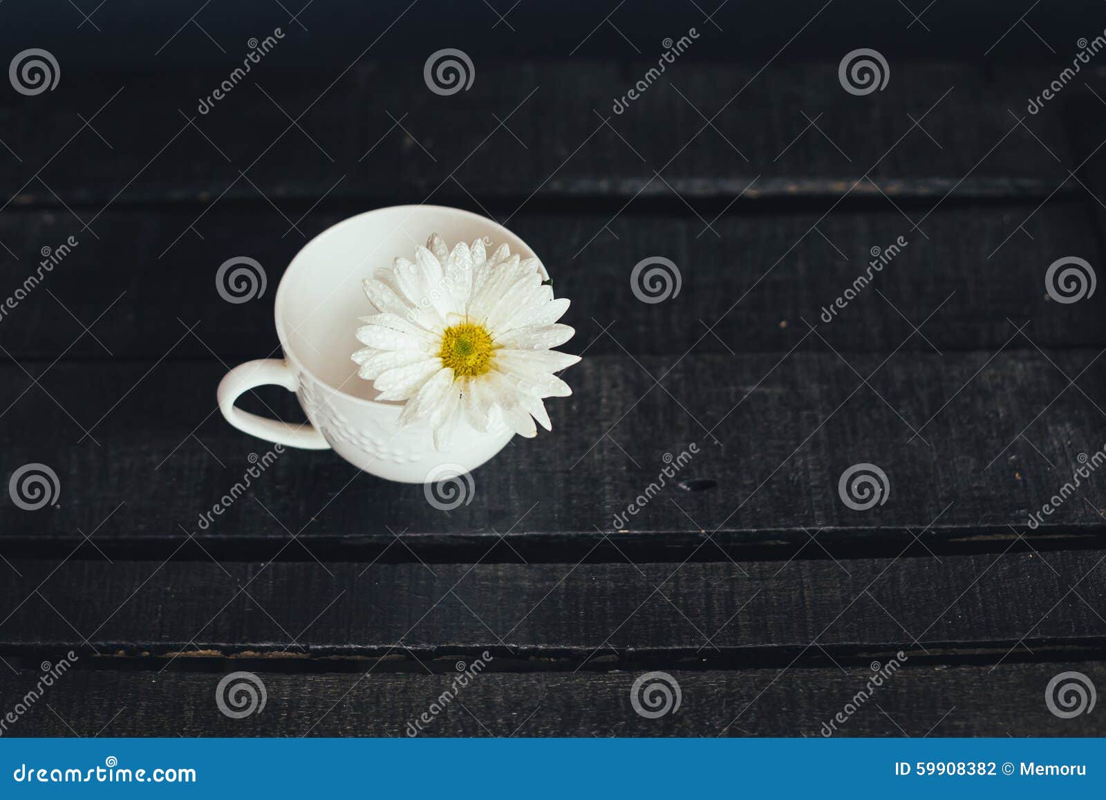 Single Flower on a Black Background Stock Photo - Image of garden ...
