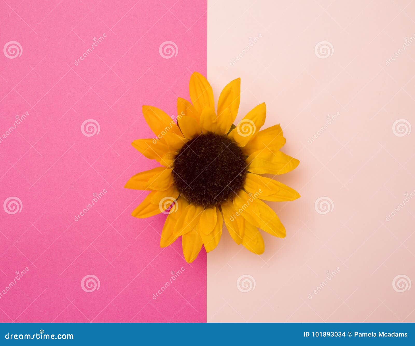 Single Flower Bloom stock photo. Image of nature, simple - 101893034