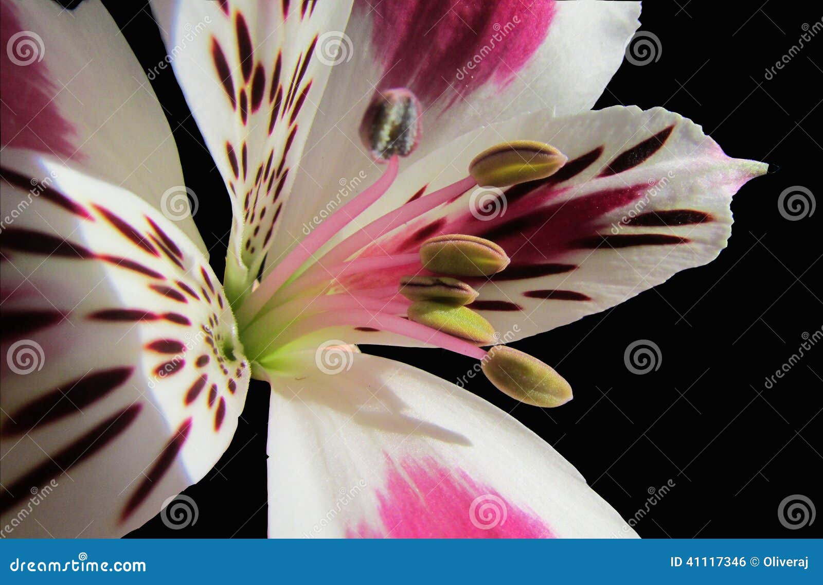 Single flower close up stock photo. Image of flower, close - 41117346