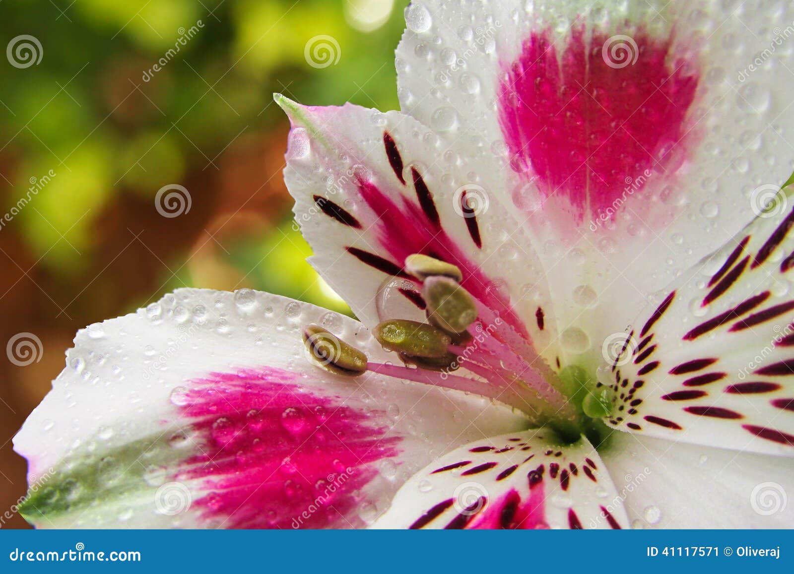 Single flower close up 2 stock image. Image of stamens - 41117571