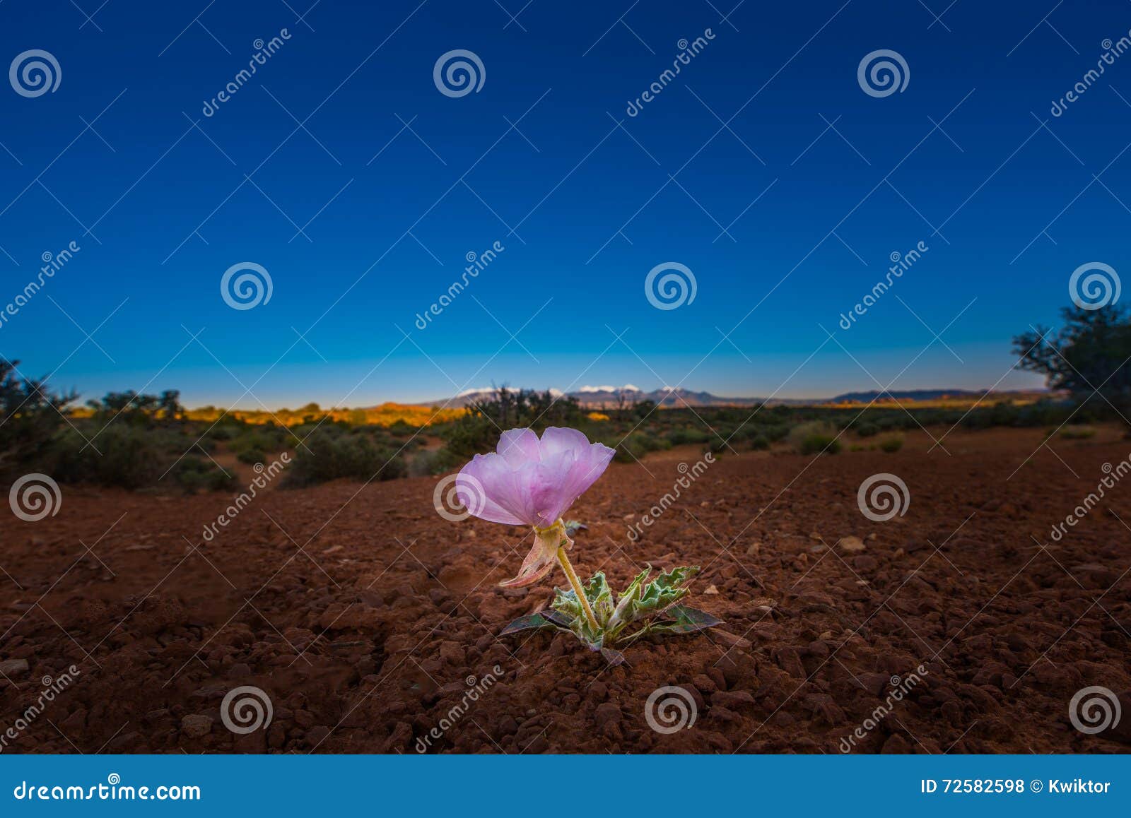 Single Flower in the Desert Stock Photo - Image of garden, brown: 72582598