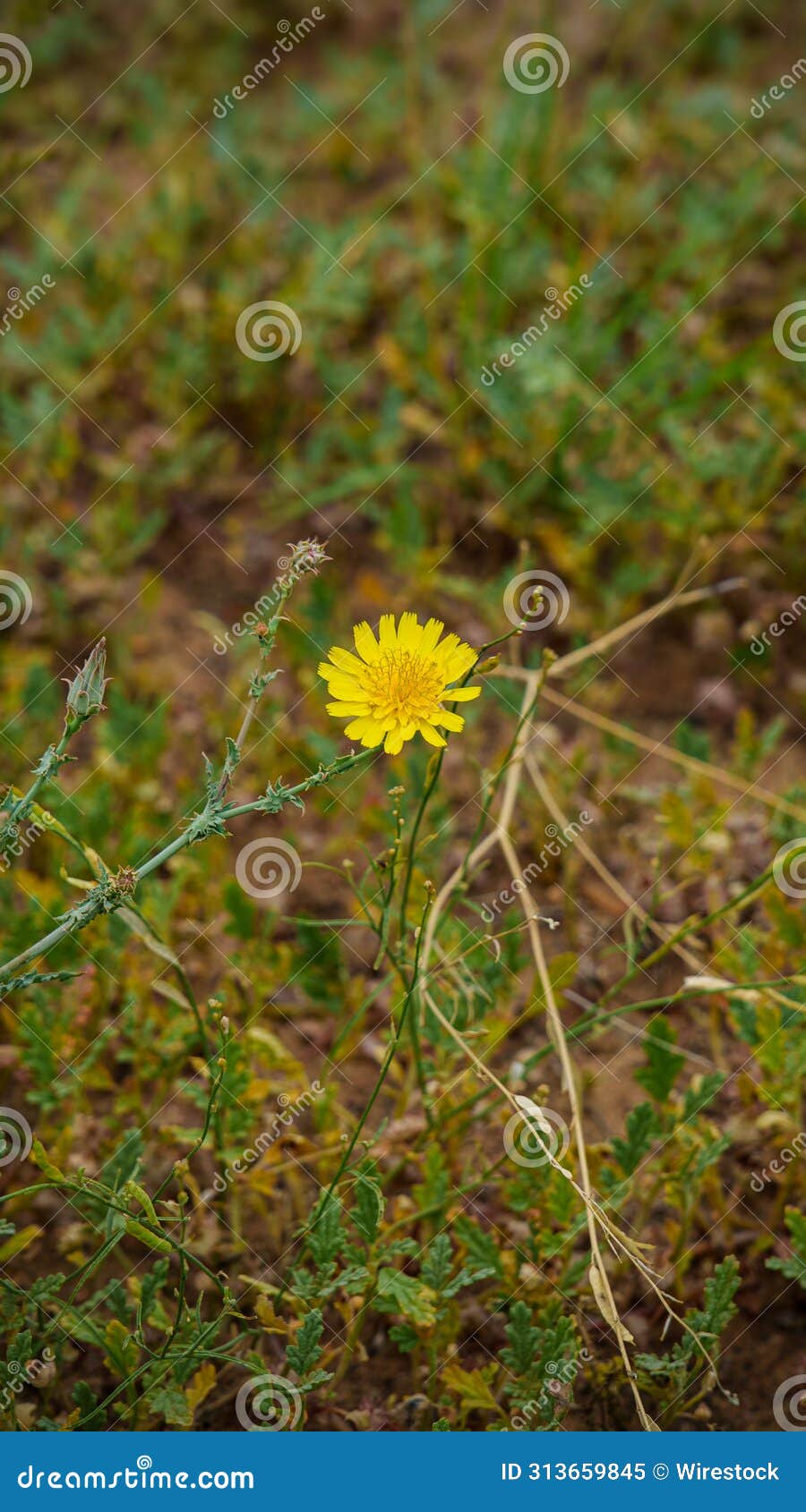 A Lone Flower Grows through the Grass on a Rainy Day Stock Image ...