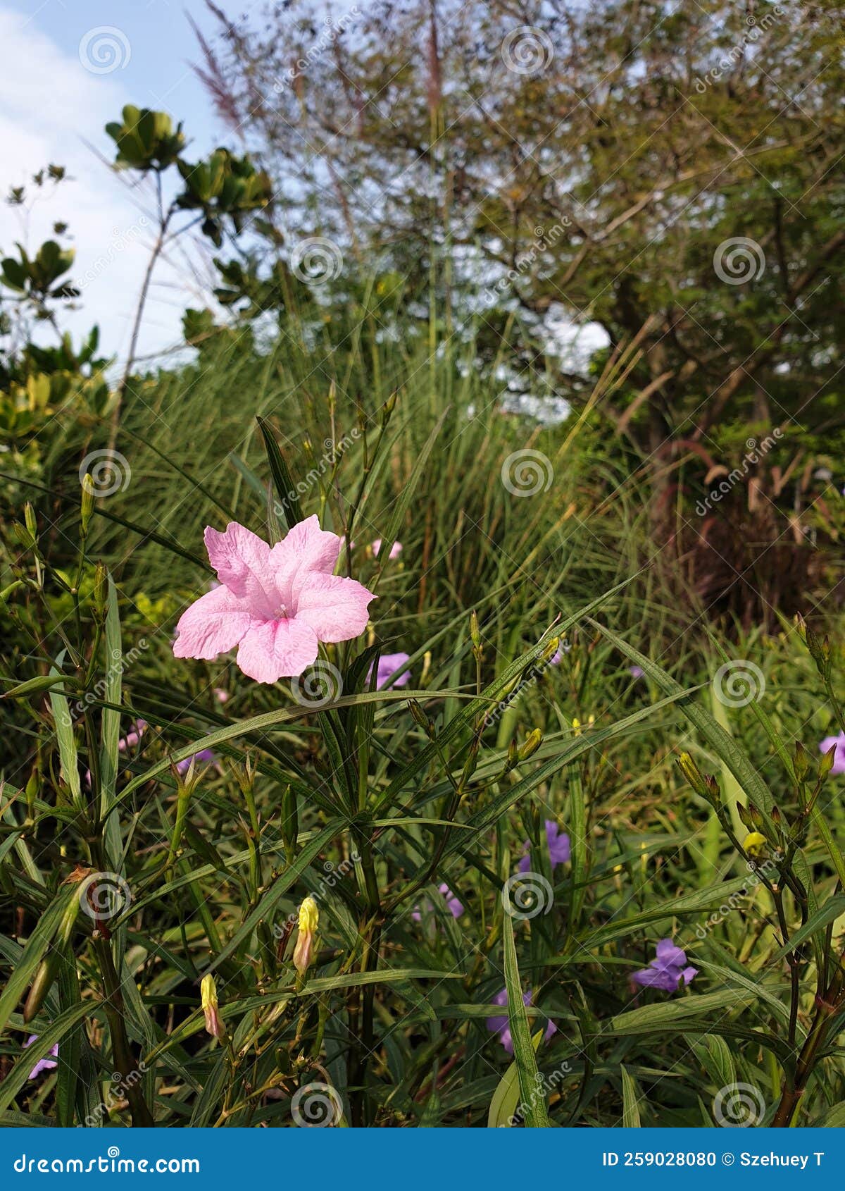 Single Flower in Focus stock photo. Image of sunny, time - 259028080