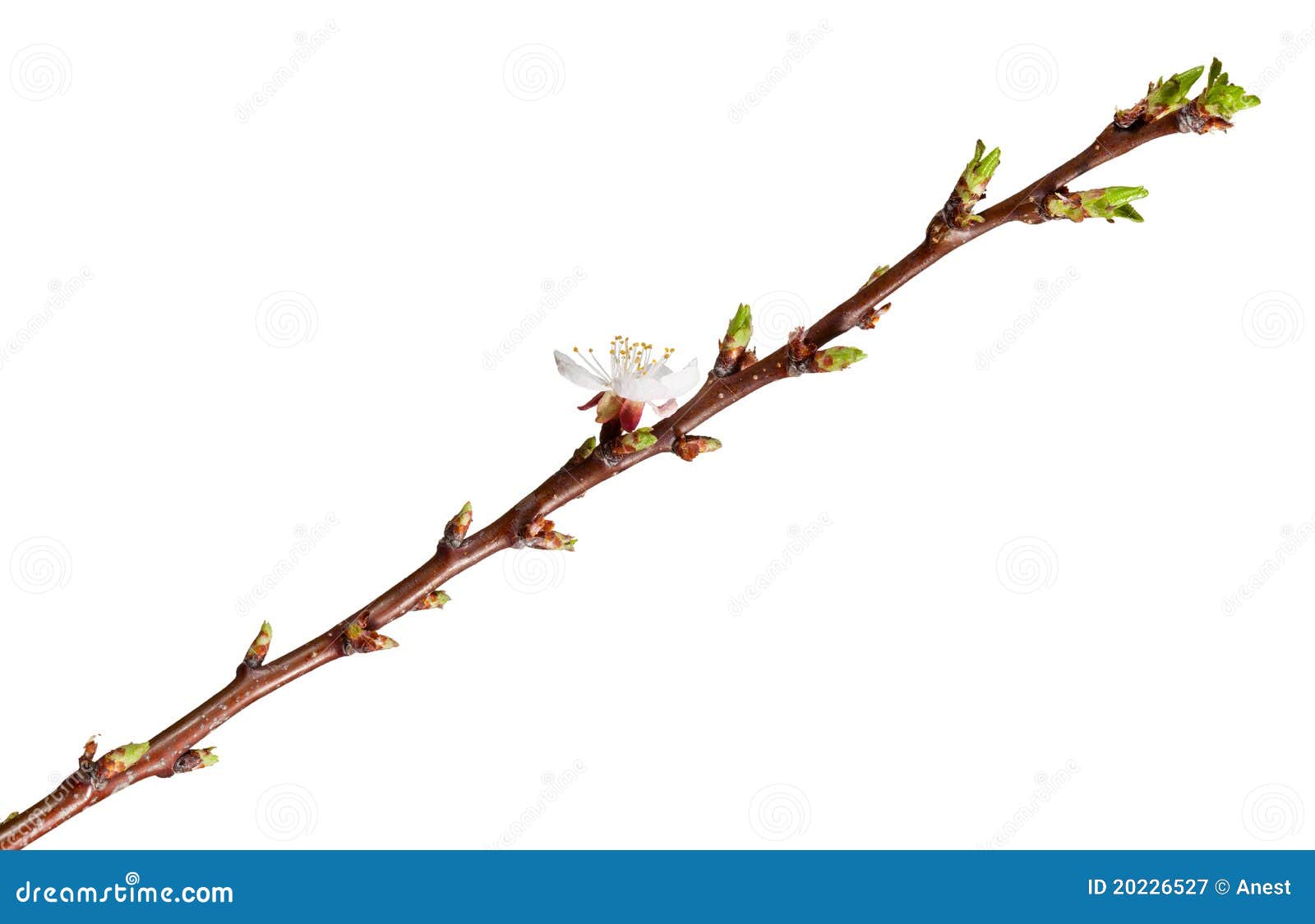 Single Flower on Fruit Tree Twig Stock Image - Image of fruiter ...