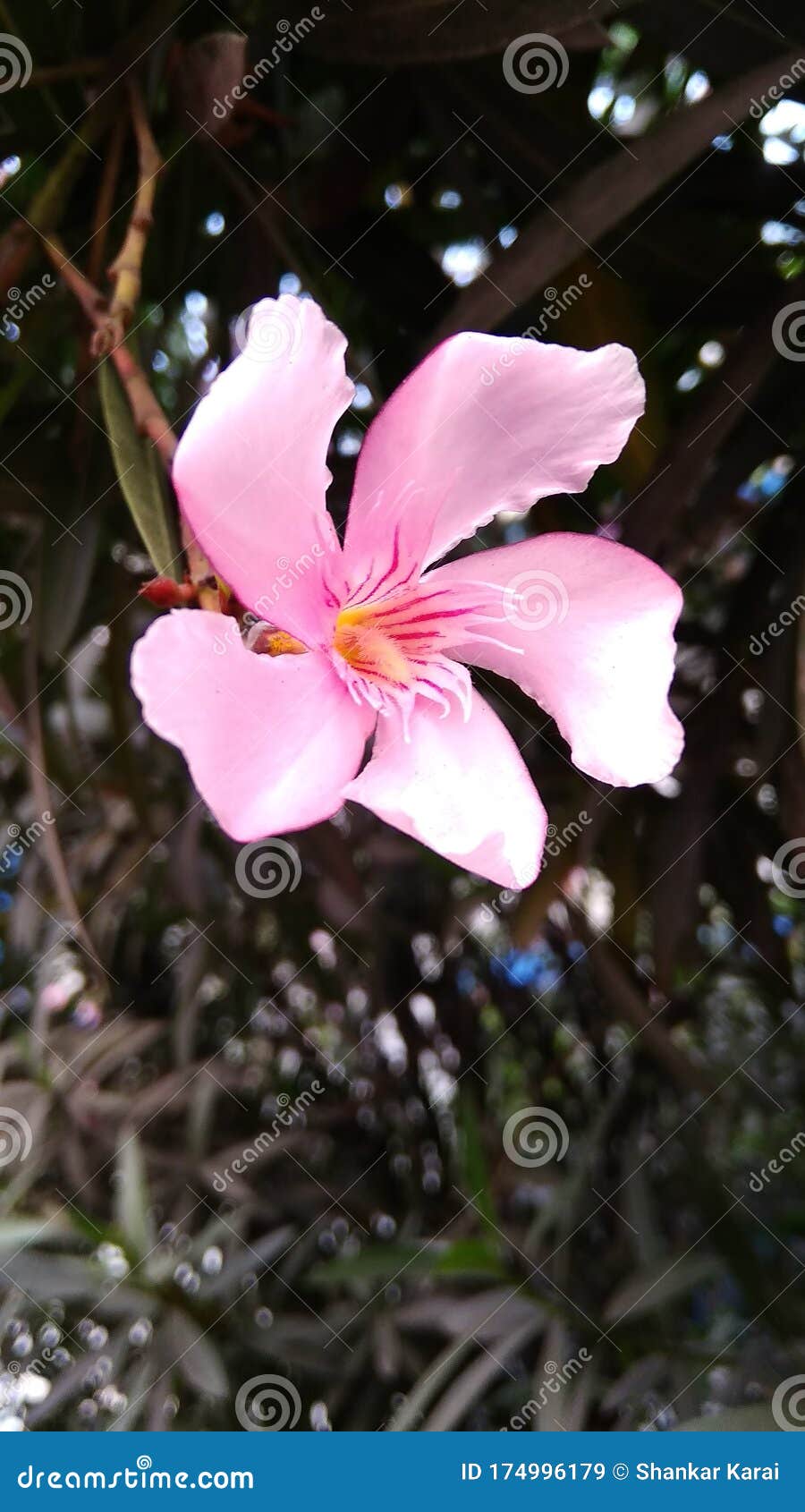 Single Flower in the Gardan Stock Image - Image of gardan, flower ...