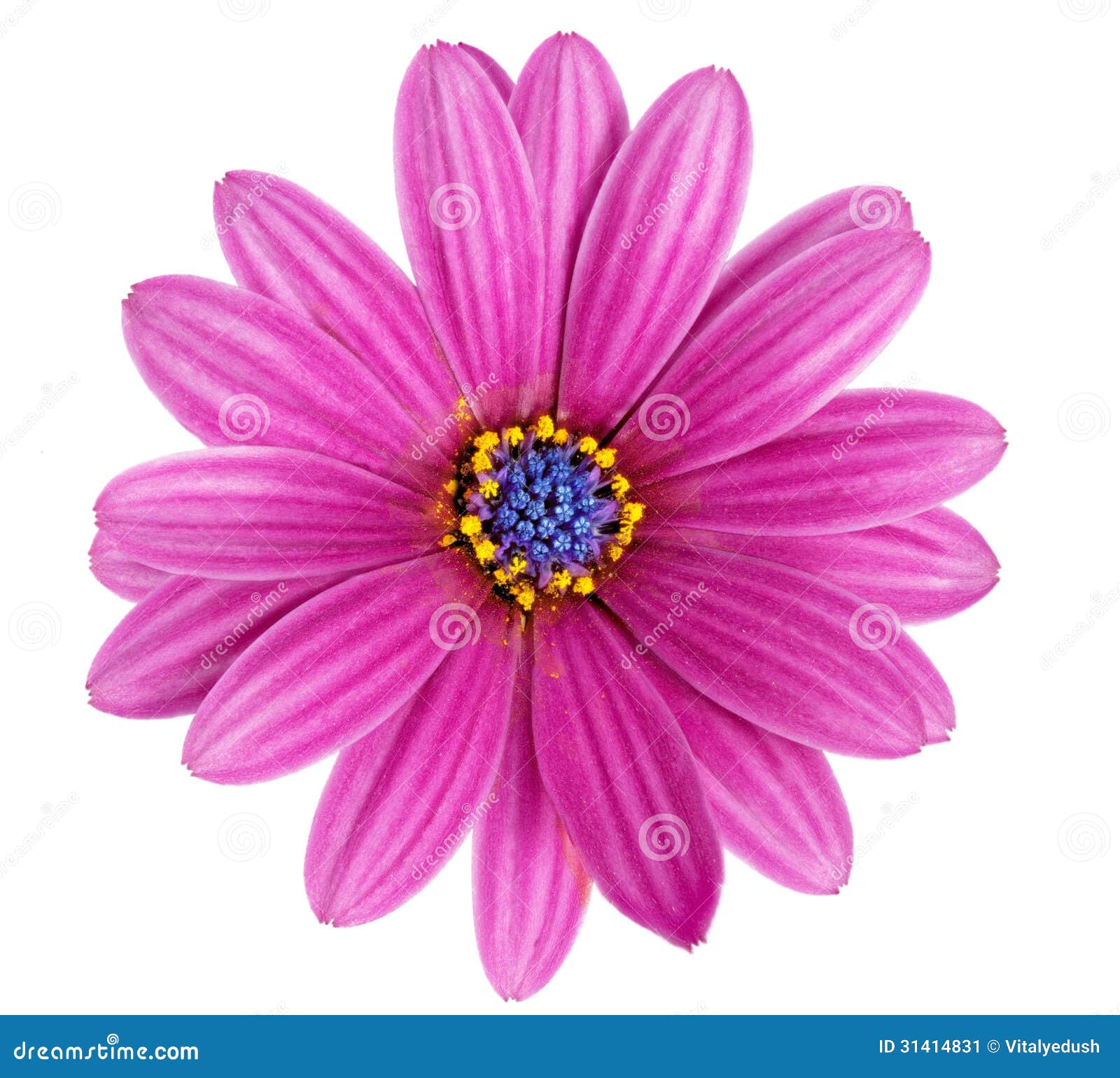 Single Flower of Gazania. (Splendens Genus Asteraceae) Stock Image ...