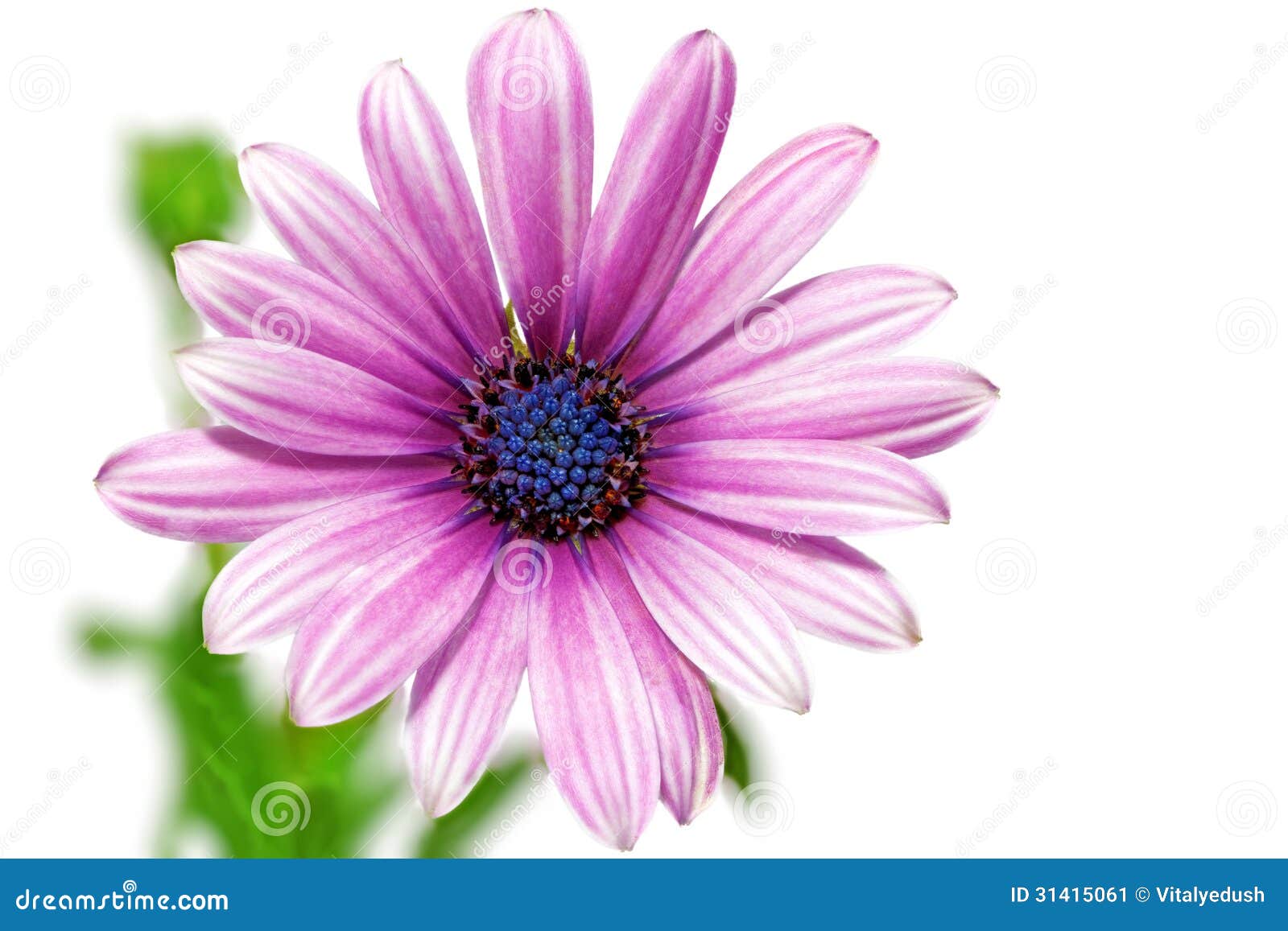 Single Flower of Gazania. (Splendens Genus Asteraceae) Stock Image ...