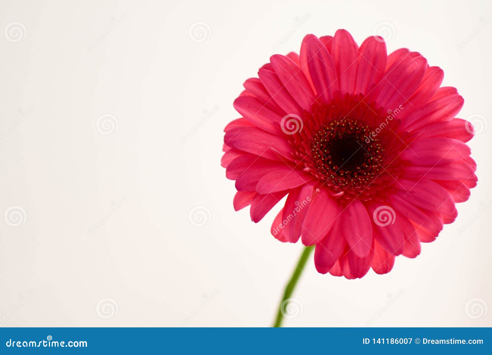 Single Flower, Gerbera, with White Background Stock Image - Image of ...